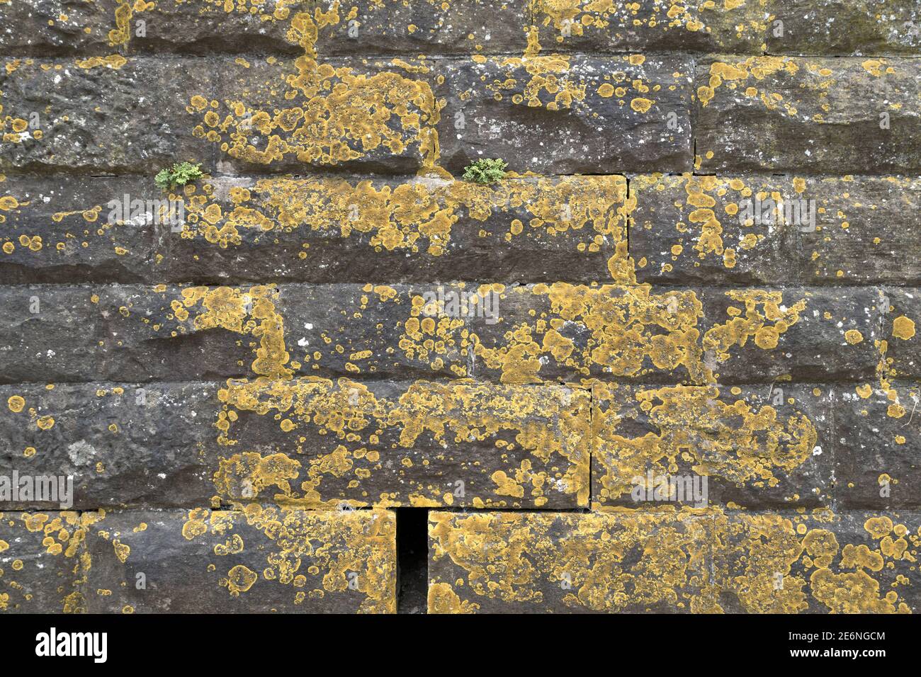 Macro close-up texture of yellow lichen growing on a wall, Germany ...