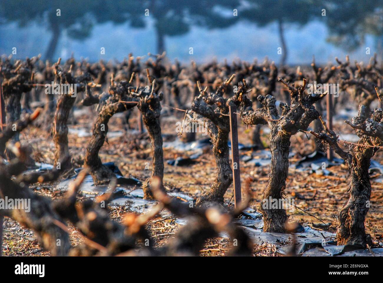 Pruned vineyard hi-res stock photography and images - Alamy
