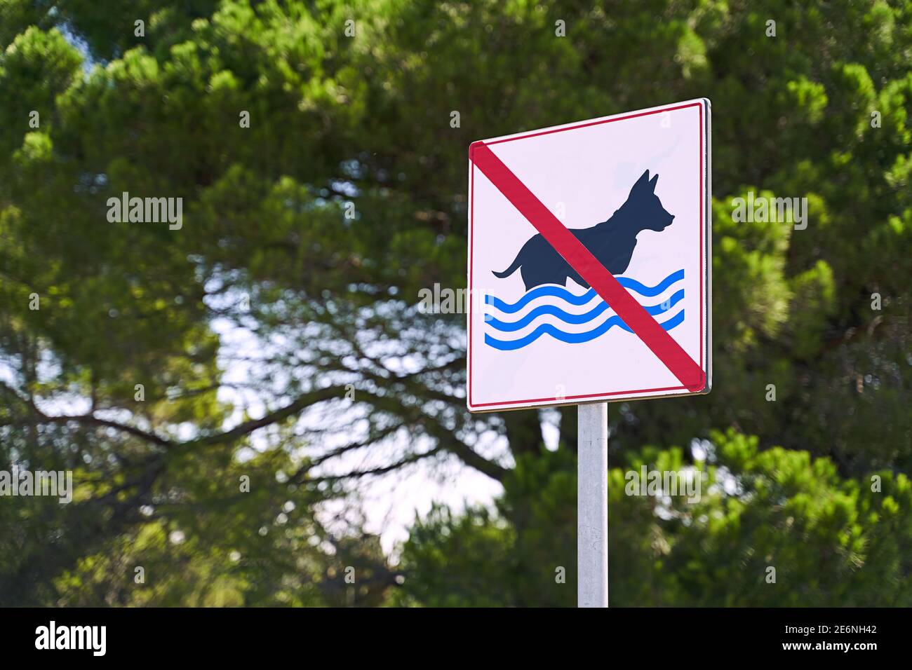 Bathing dogs not allowed. No pets, swimming pool rules or prohibition ...