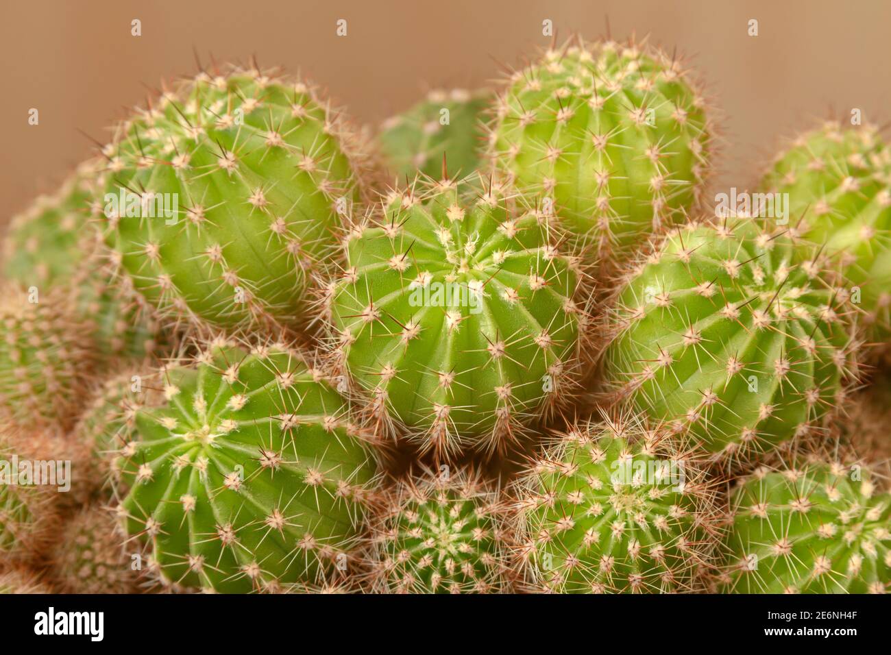 Home grown herb garden hi-res stock photography and images - Alamy