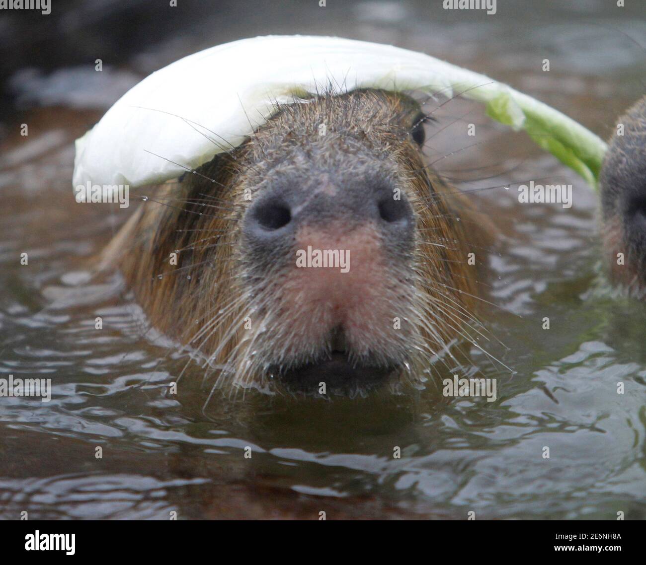 Capybara spa hi-res stock photography and images - Alamy