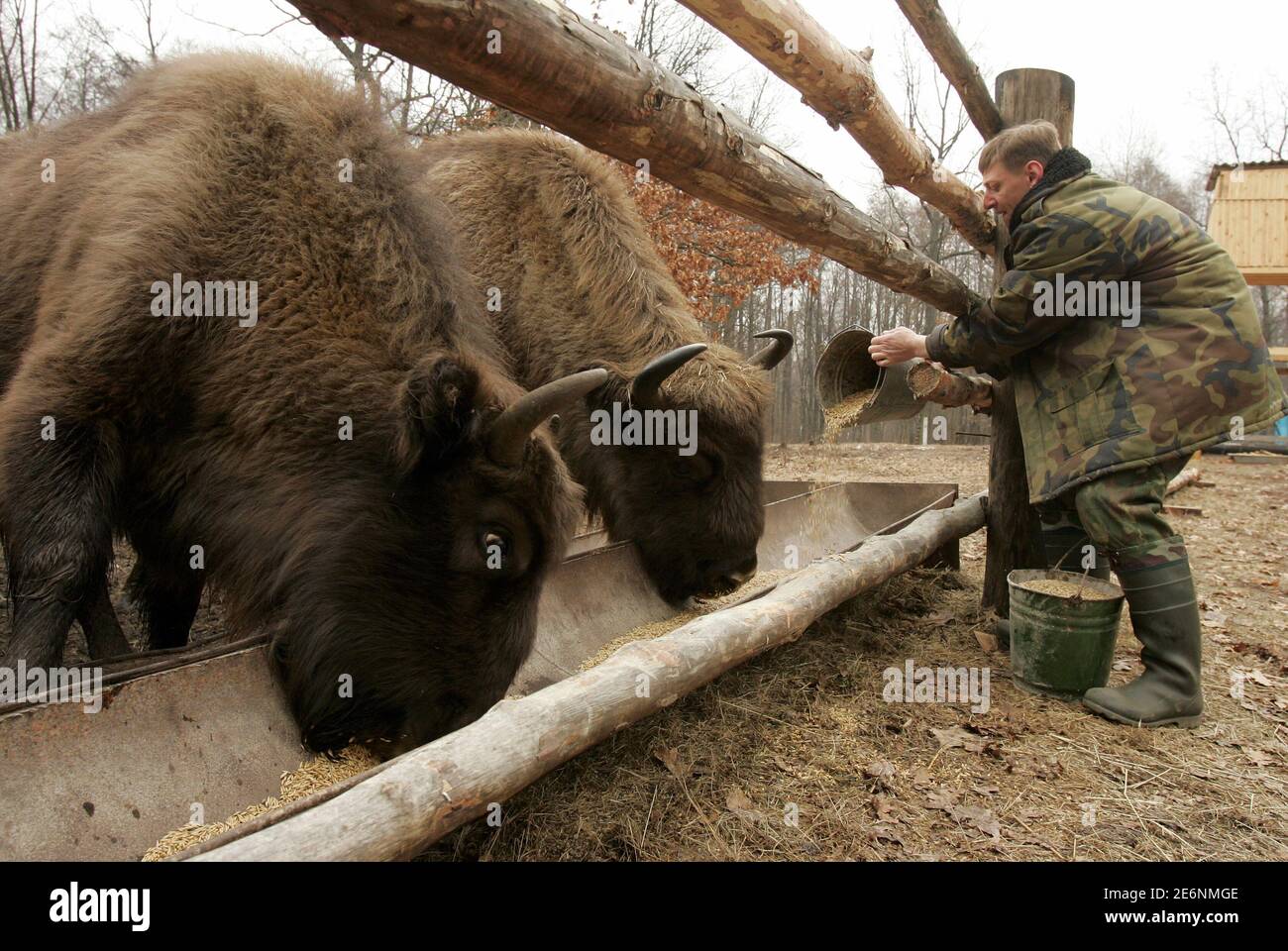 Bisons Environment High Resolution Stock Photography and Images - Alamy