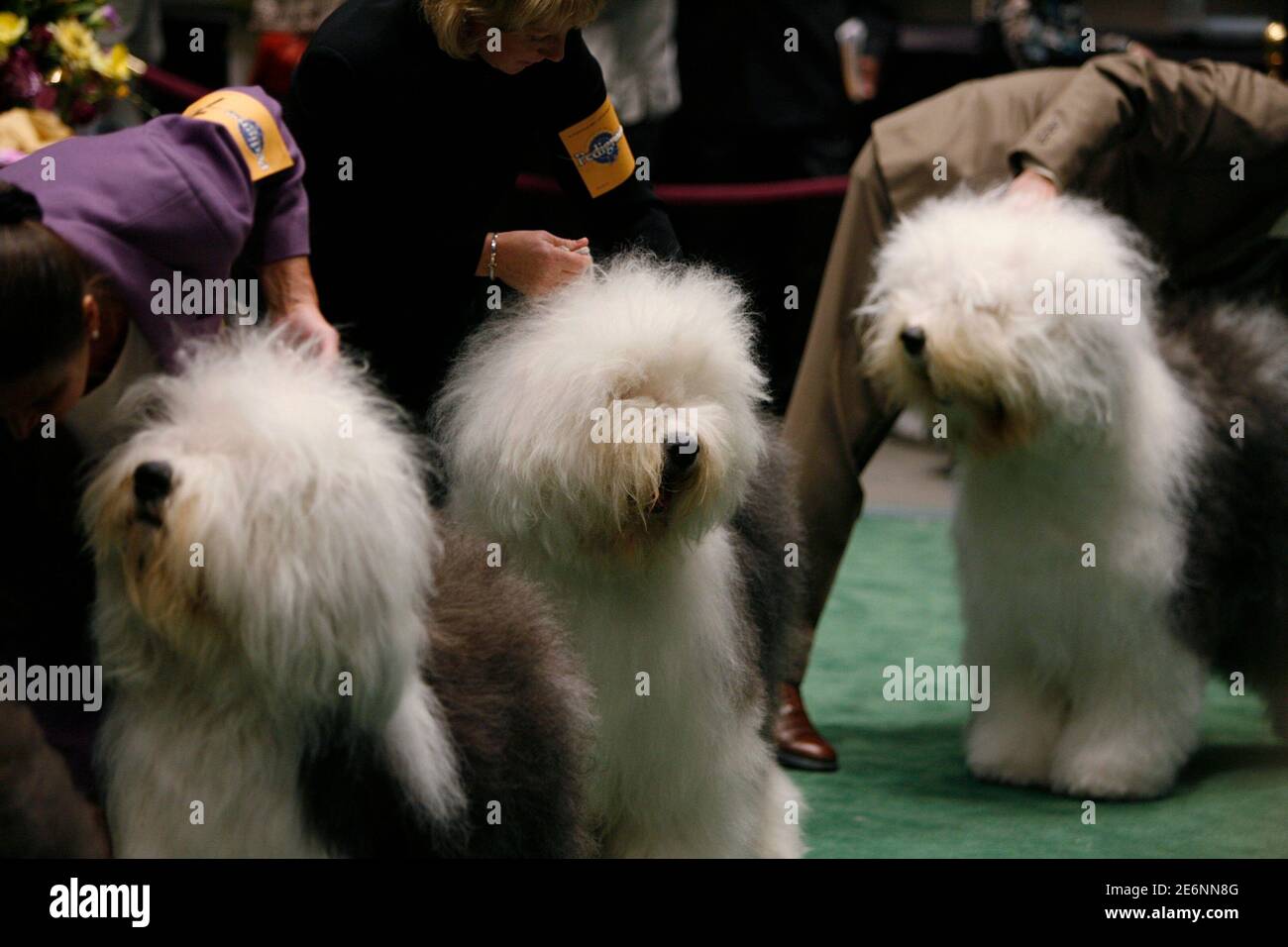 English sheepdogs hi-res stock photography and images - Alamy
