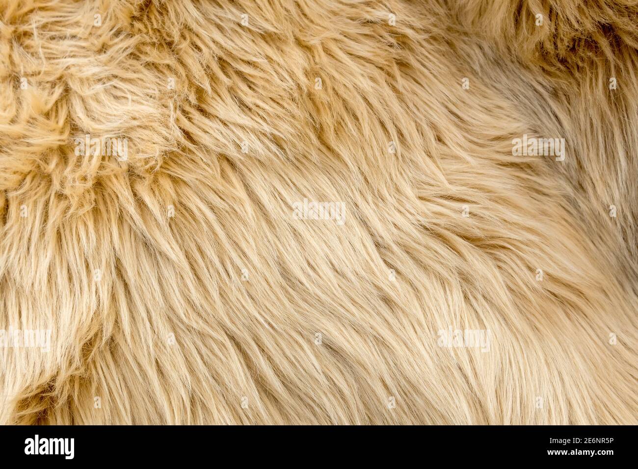 Beige wool texture background. Natural fluffy fur sheep wool skin ...