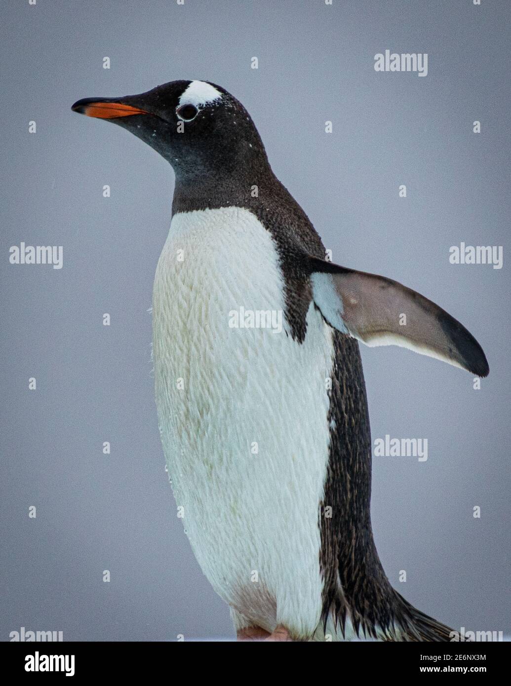 Gentoo penguin (Pygoscelis papua), Antarctica Stock Photo - Alamy