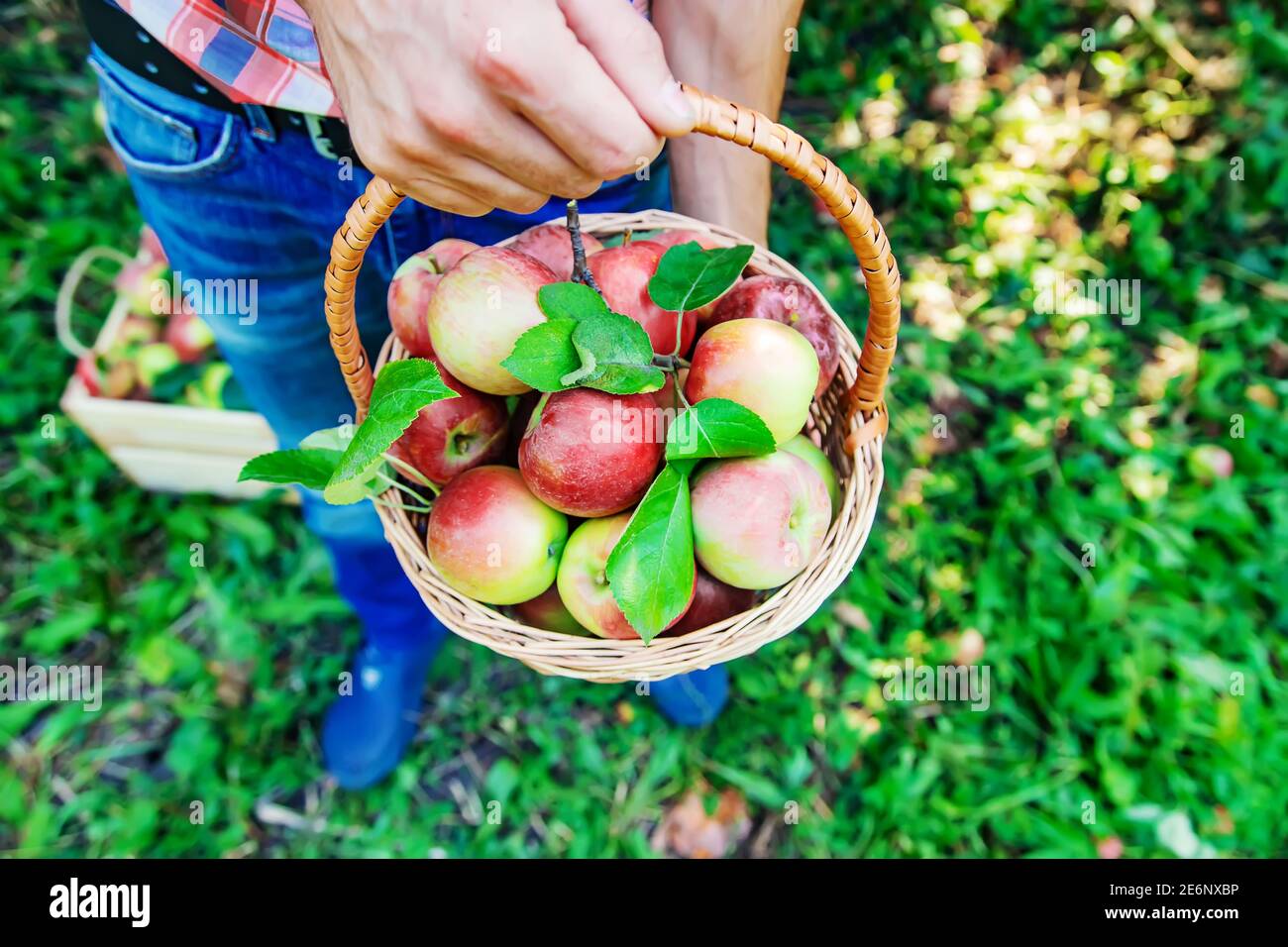 Men picks apples in hi-res stock photography and images - Alamy