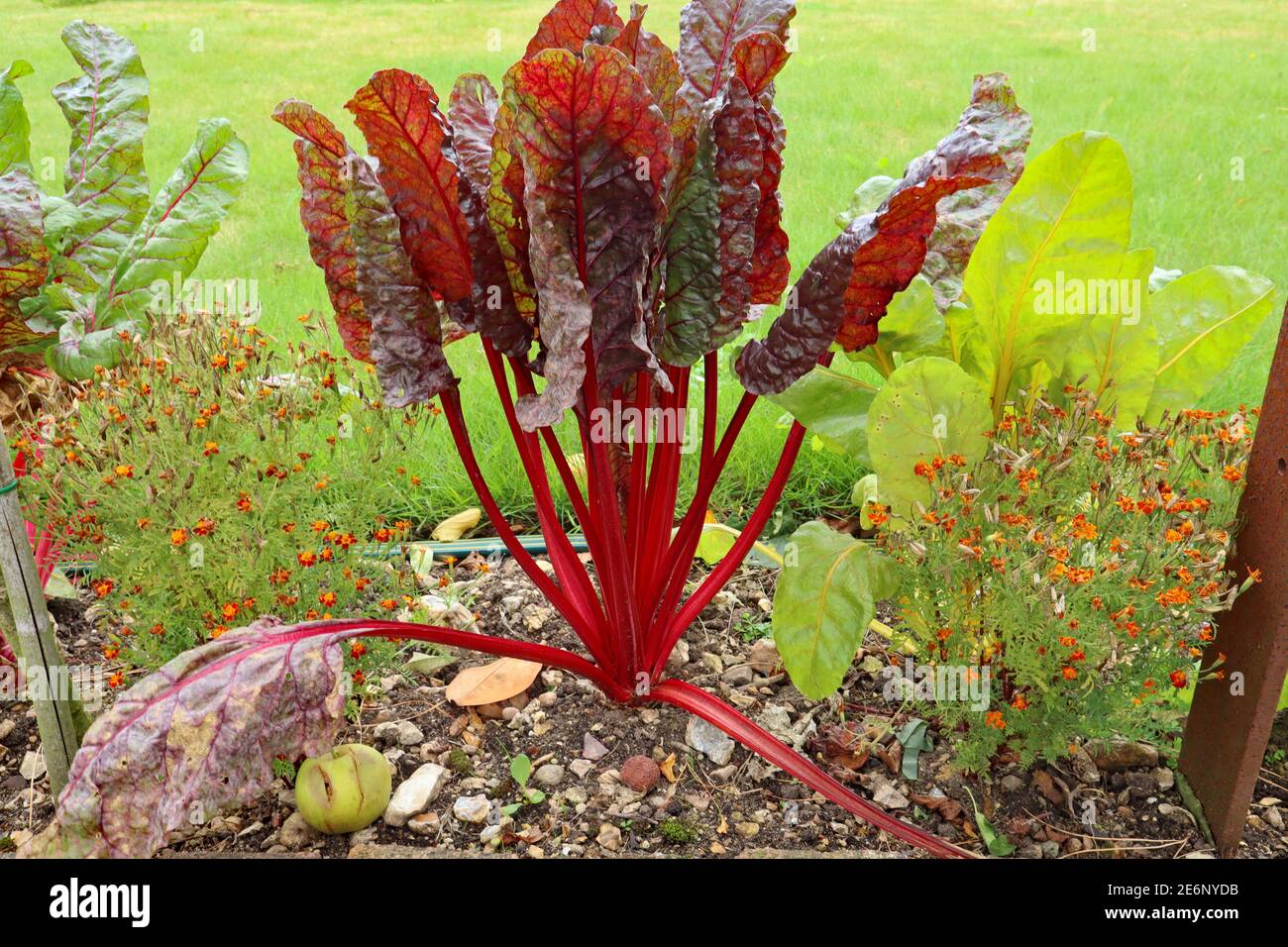 A close up of a healthy beetroot plant growing in the garden Stock ...