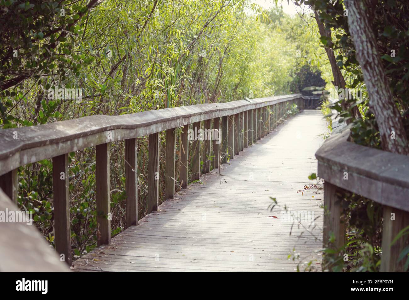 Biome florida everglades hi-res stock photography and images - Alamy