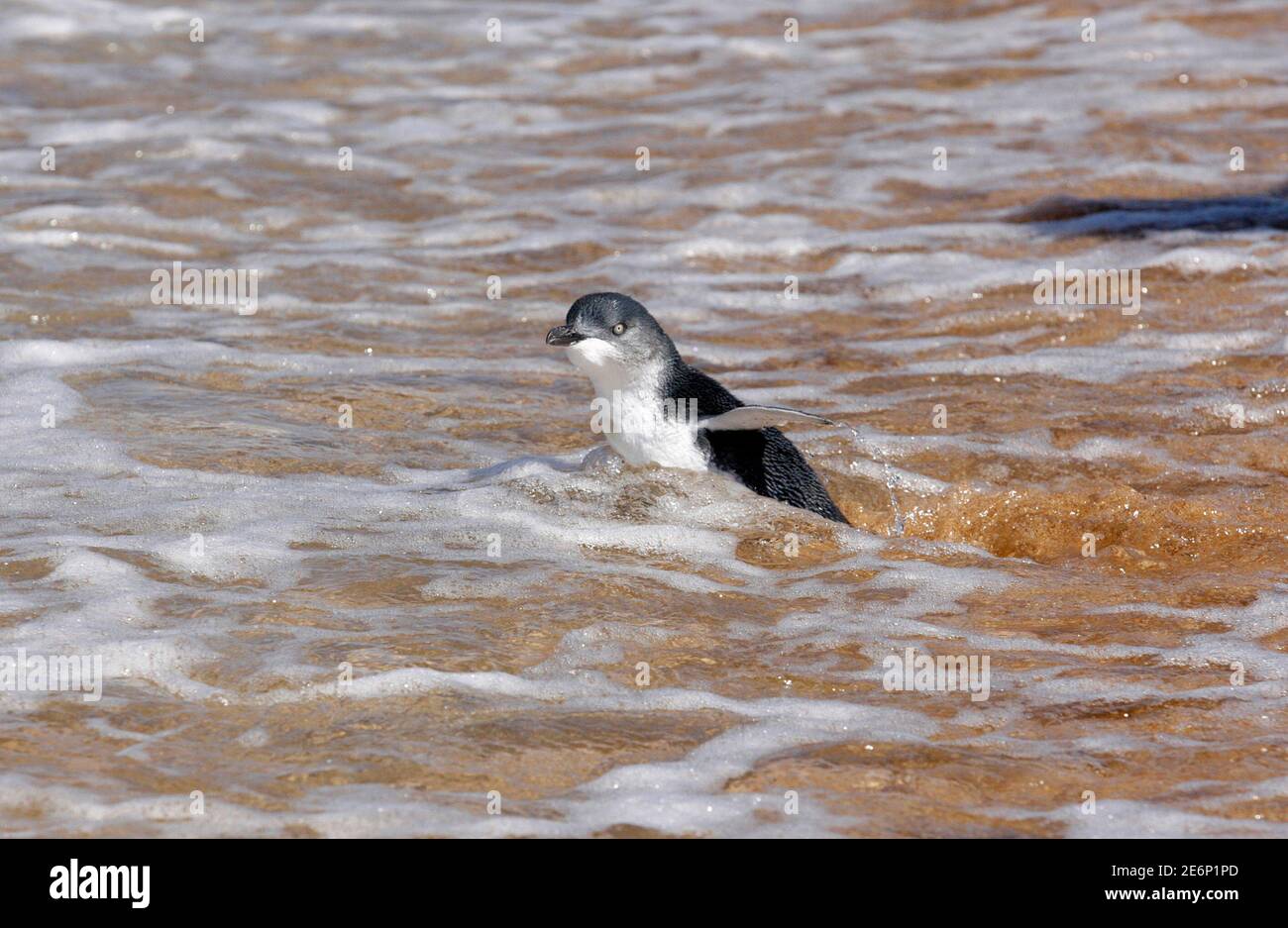 North sydney penguin hi-res stock photography and images - Alamy