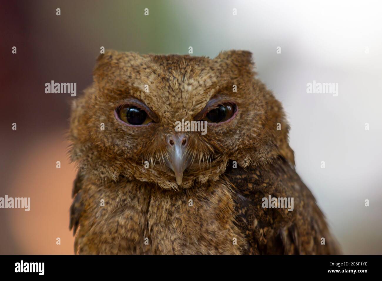 close up of cute little owl. owl expression when on the move during the ...