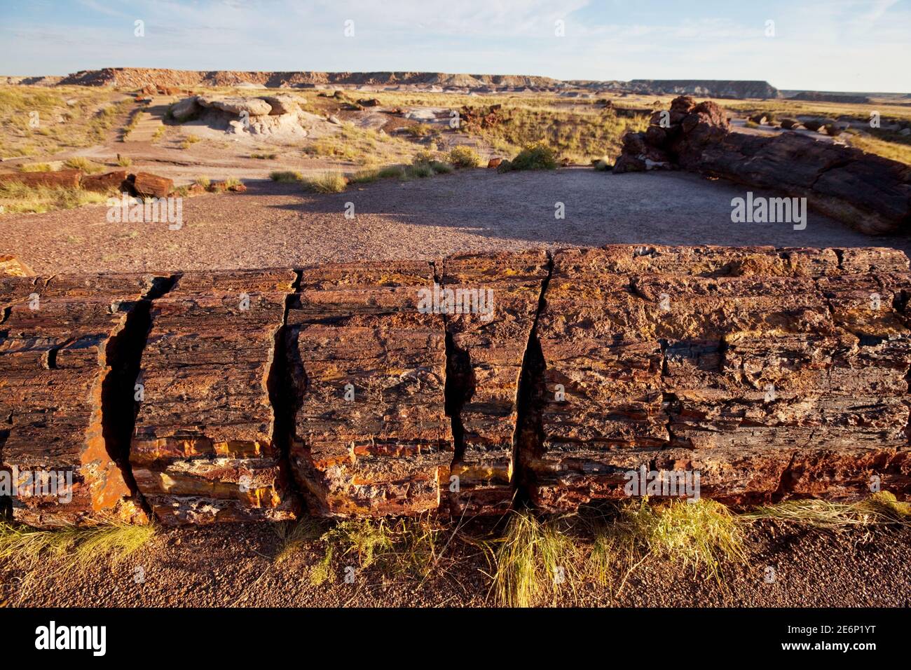 Petrified ancient tree in the Petrified Forest National Park of Arizona ...