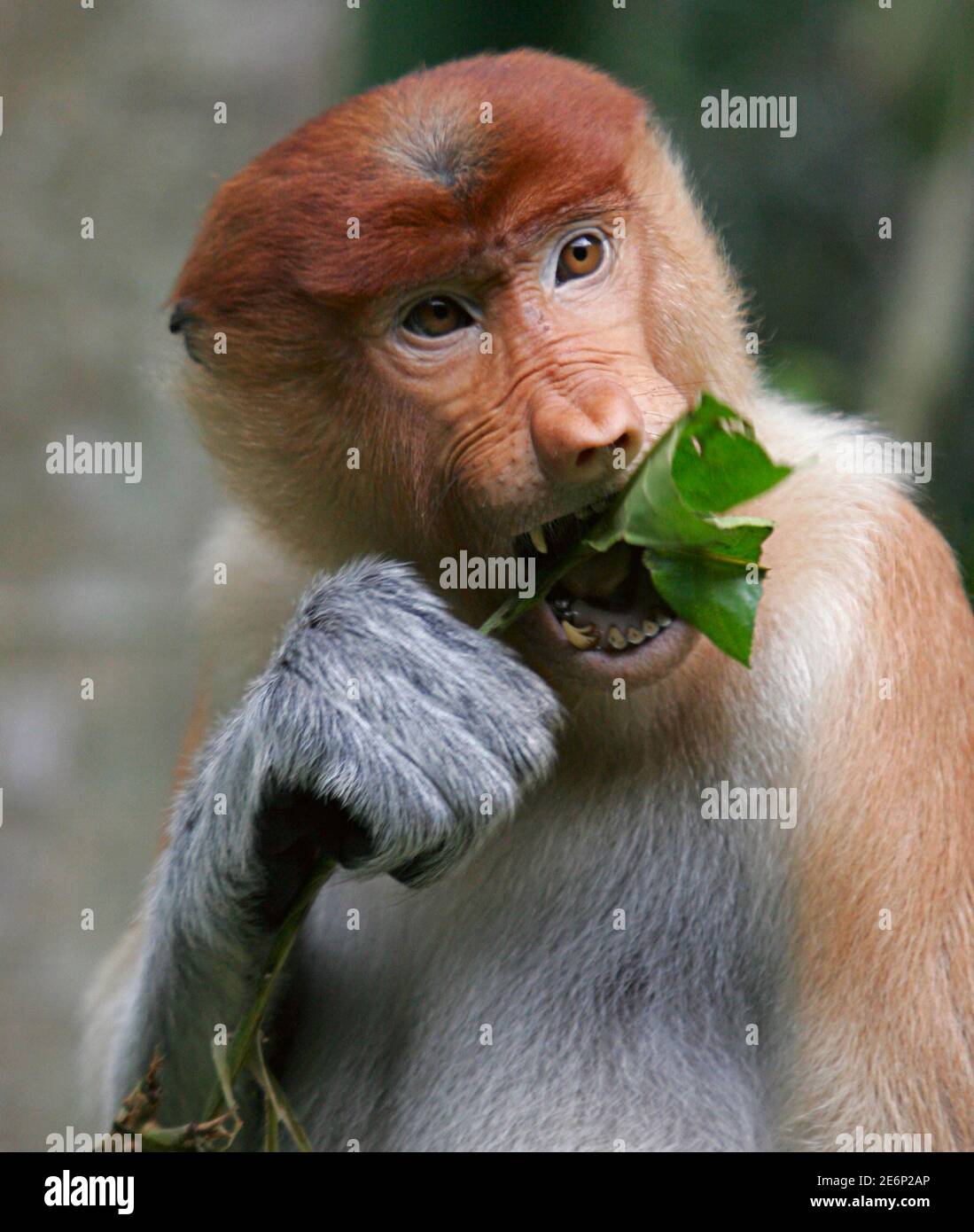 Monkeys singapore zoo hi-res stock photography and images - Alamy