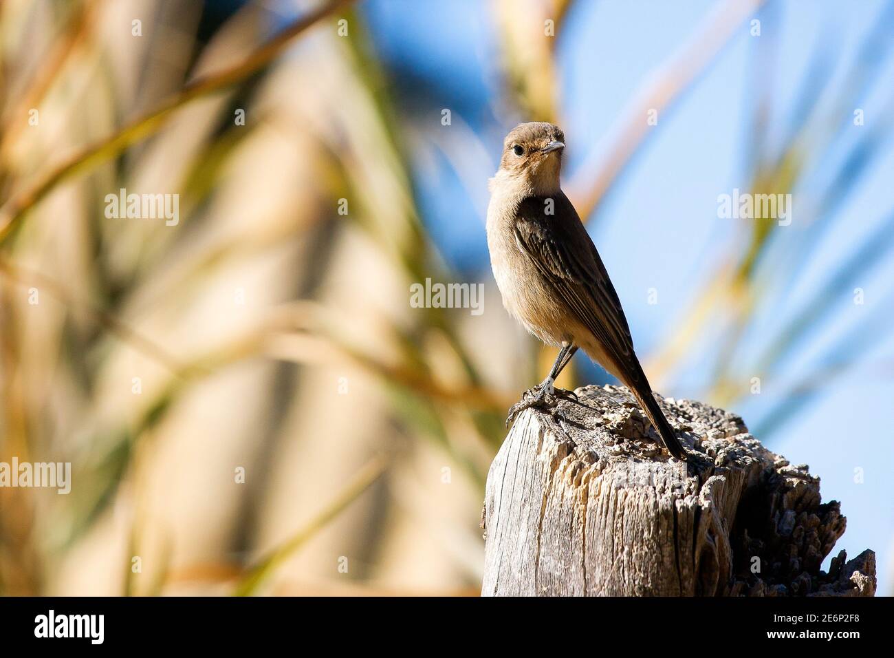 Marico flycatcher hi-res stock photography and images - Alamy