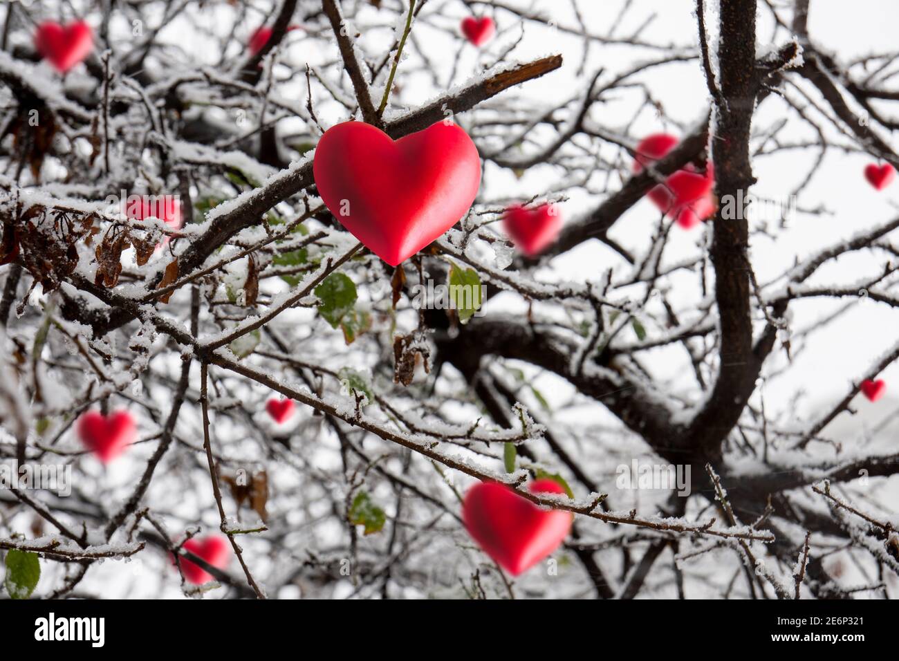 Gift from forest hi-res stock photography and images - Alamy