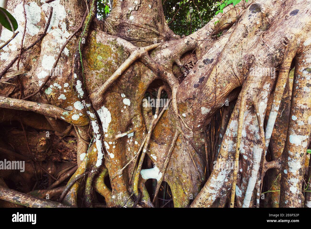 Tree root close up hi-res stock photography and images - Alamy