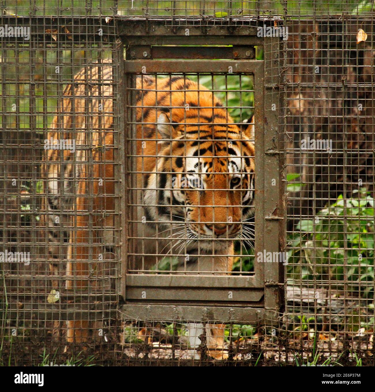 Tiger enclosure hi-res stock photography and images - Alamy