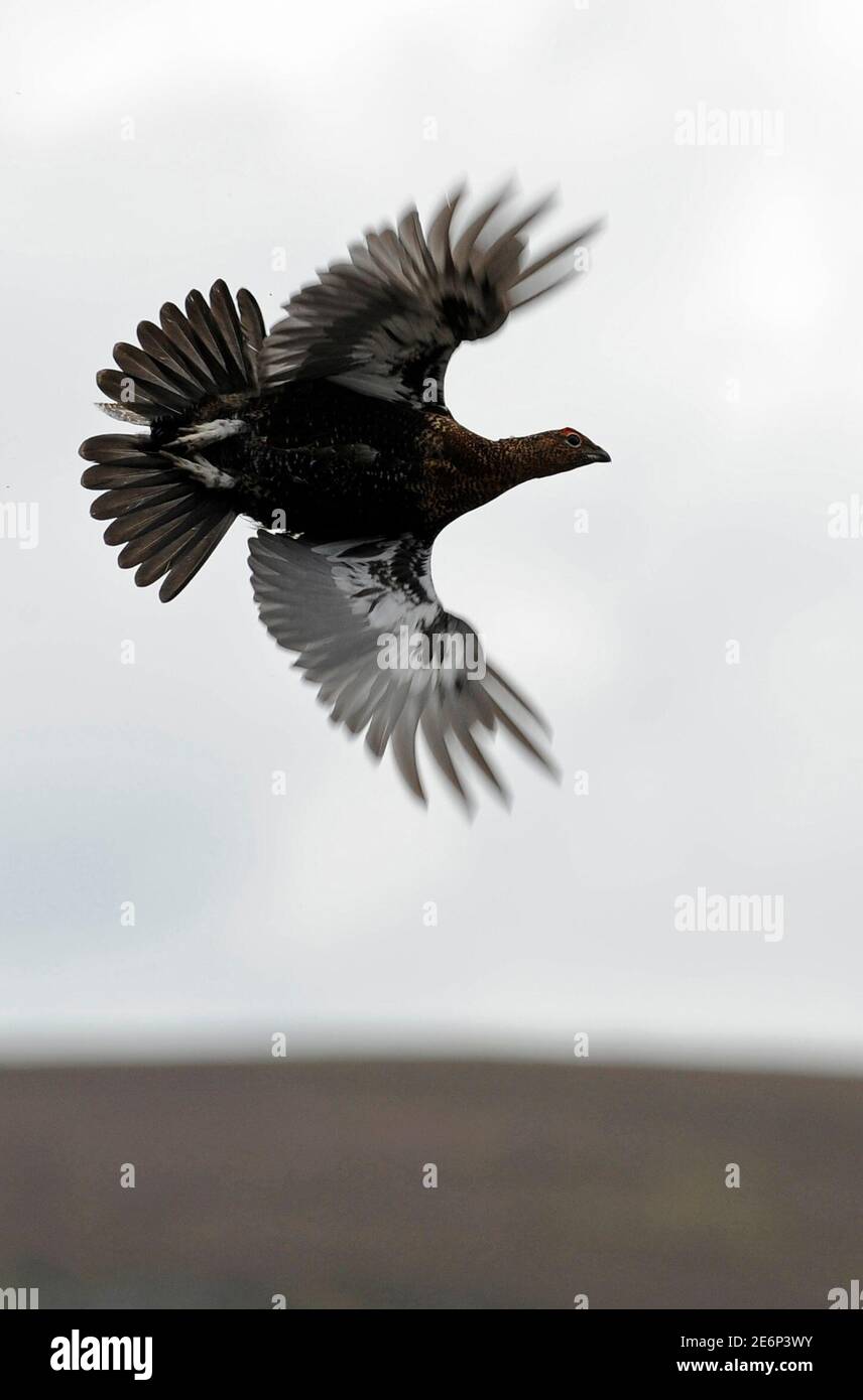 Rottal scotland hi-res stock photography and images - Alamy