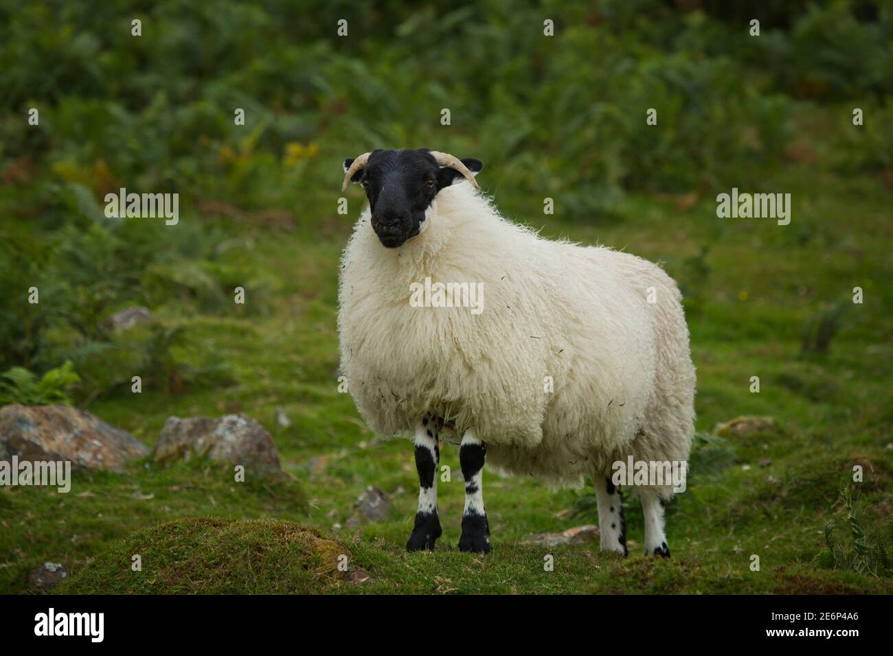 Scottish blackface sheep hi-res stock photography and images - Alamy