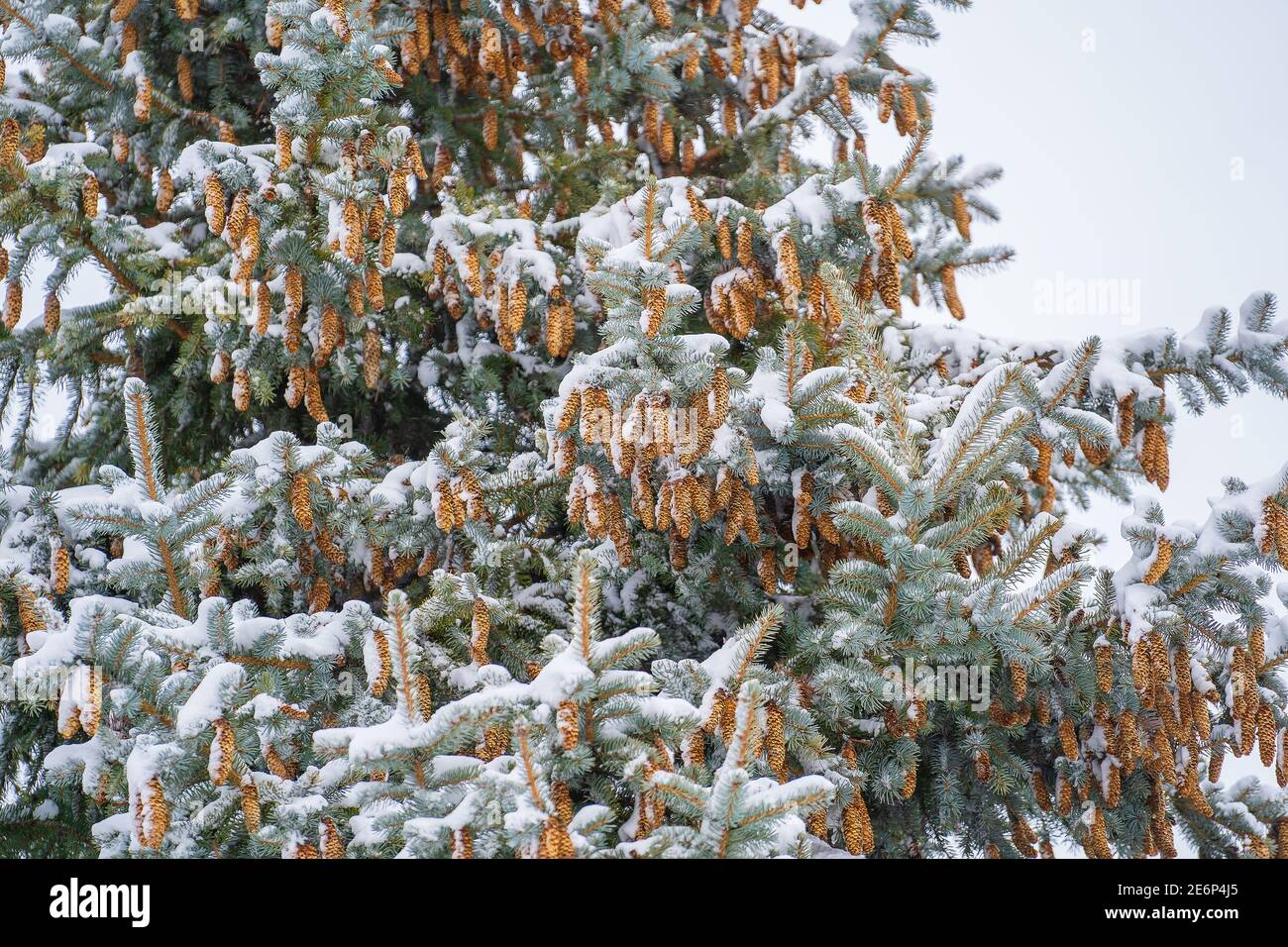 Picea tree pine cones hi-res stock photography and images - Alamy