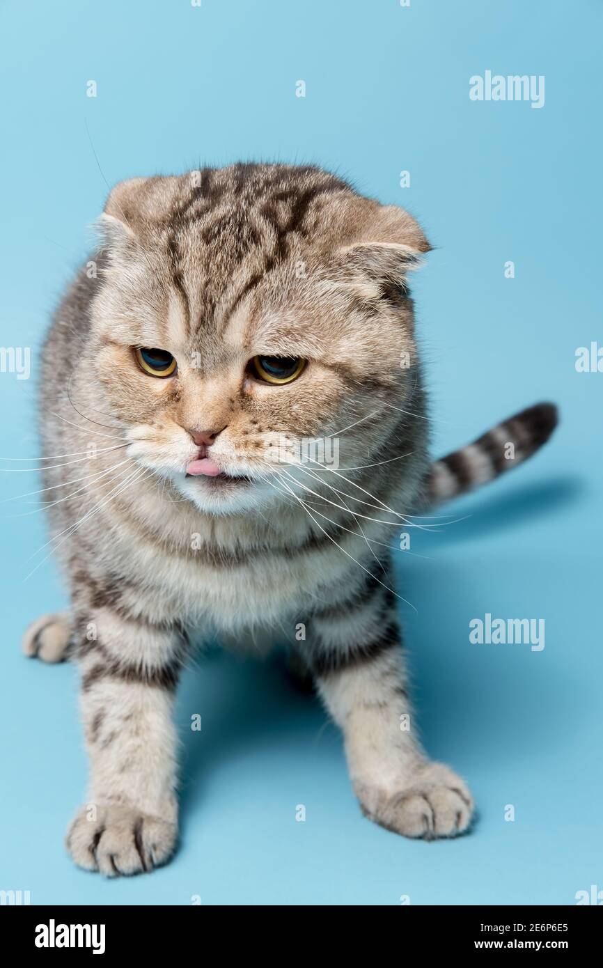 Funny cat Scottish Fold sits with his tongue hanging out. Studio, blue ...