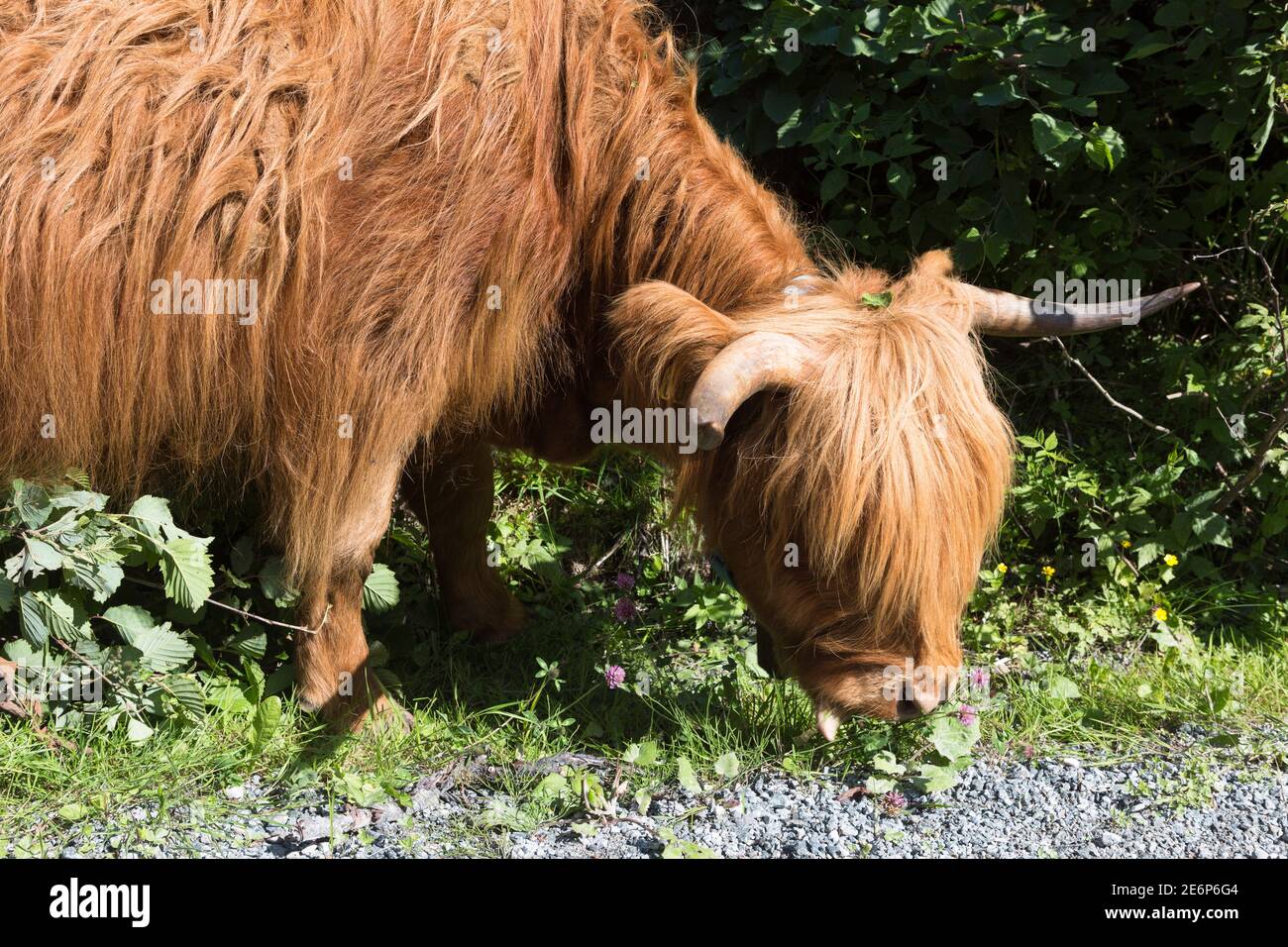 Long haired animals hi-res stock photography and images - Alamy