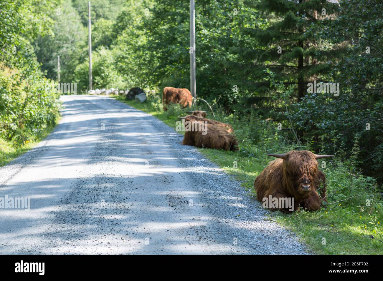 Long haired animals hi-res stock photography and images - Alamy