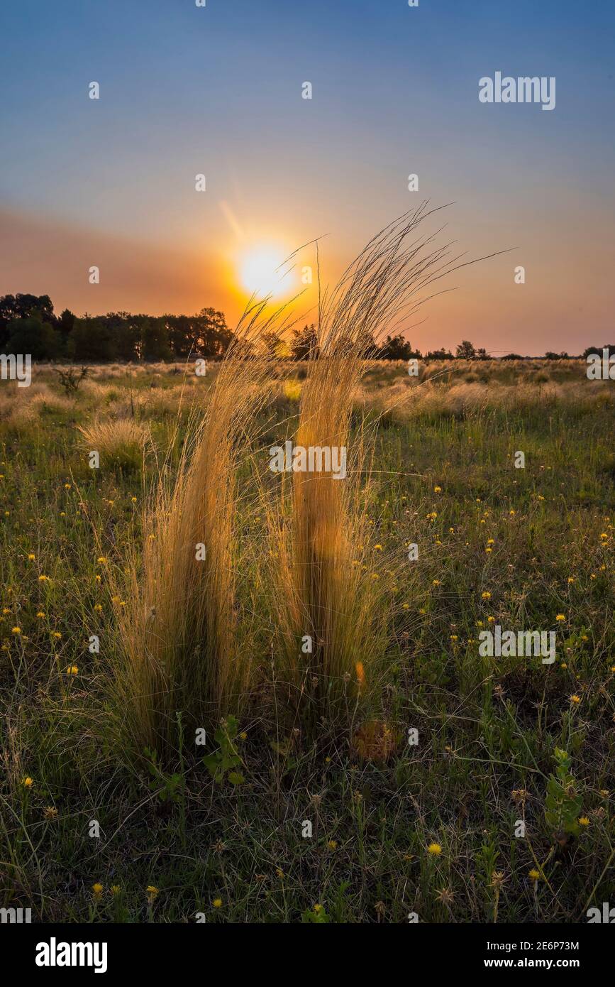 Pampas grass environment in Pampas plain, La Pampa province, Patagonia ...