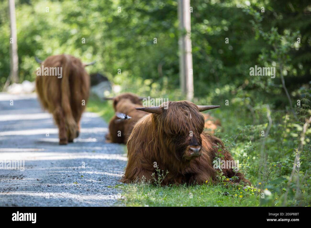 Long haired animals hi-res stock photography and images - Alamy