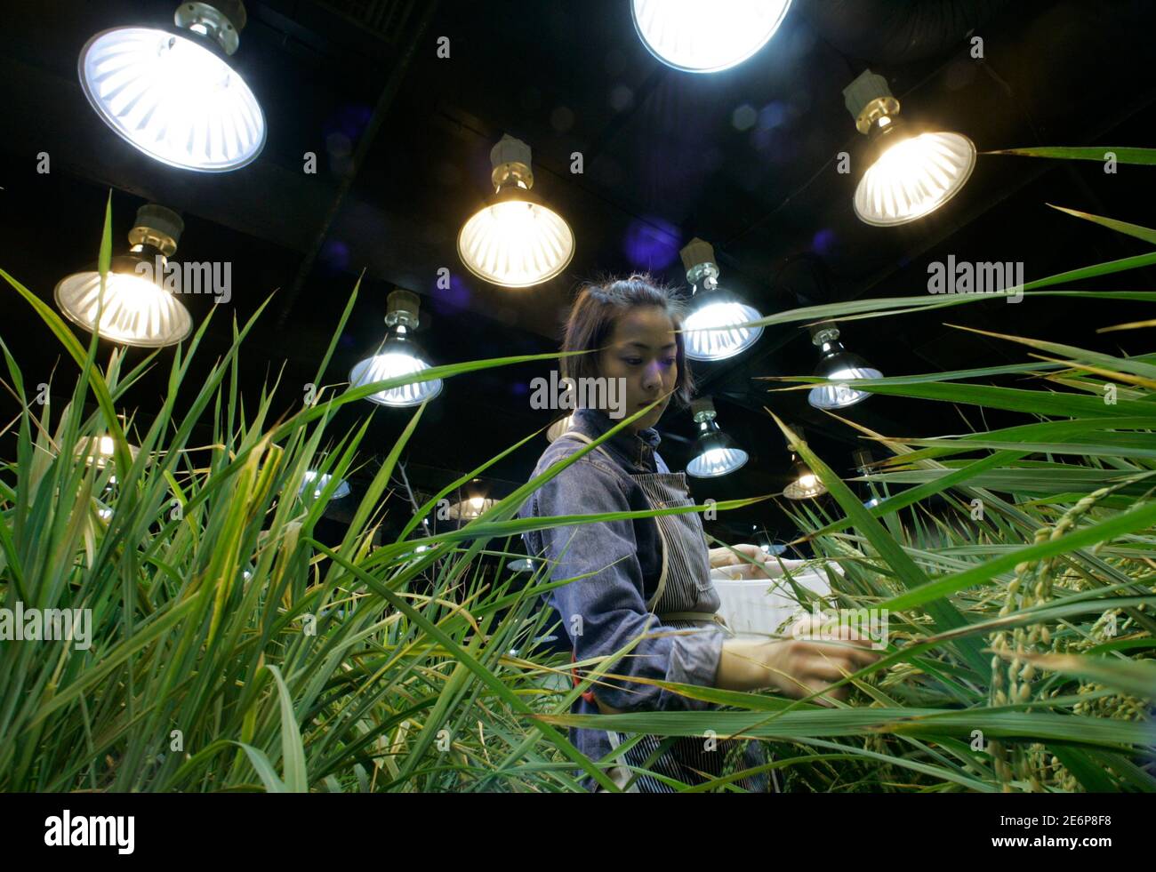 Pasona hi-res stock photography and images - Alamy