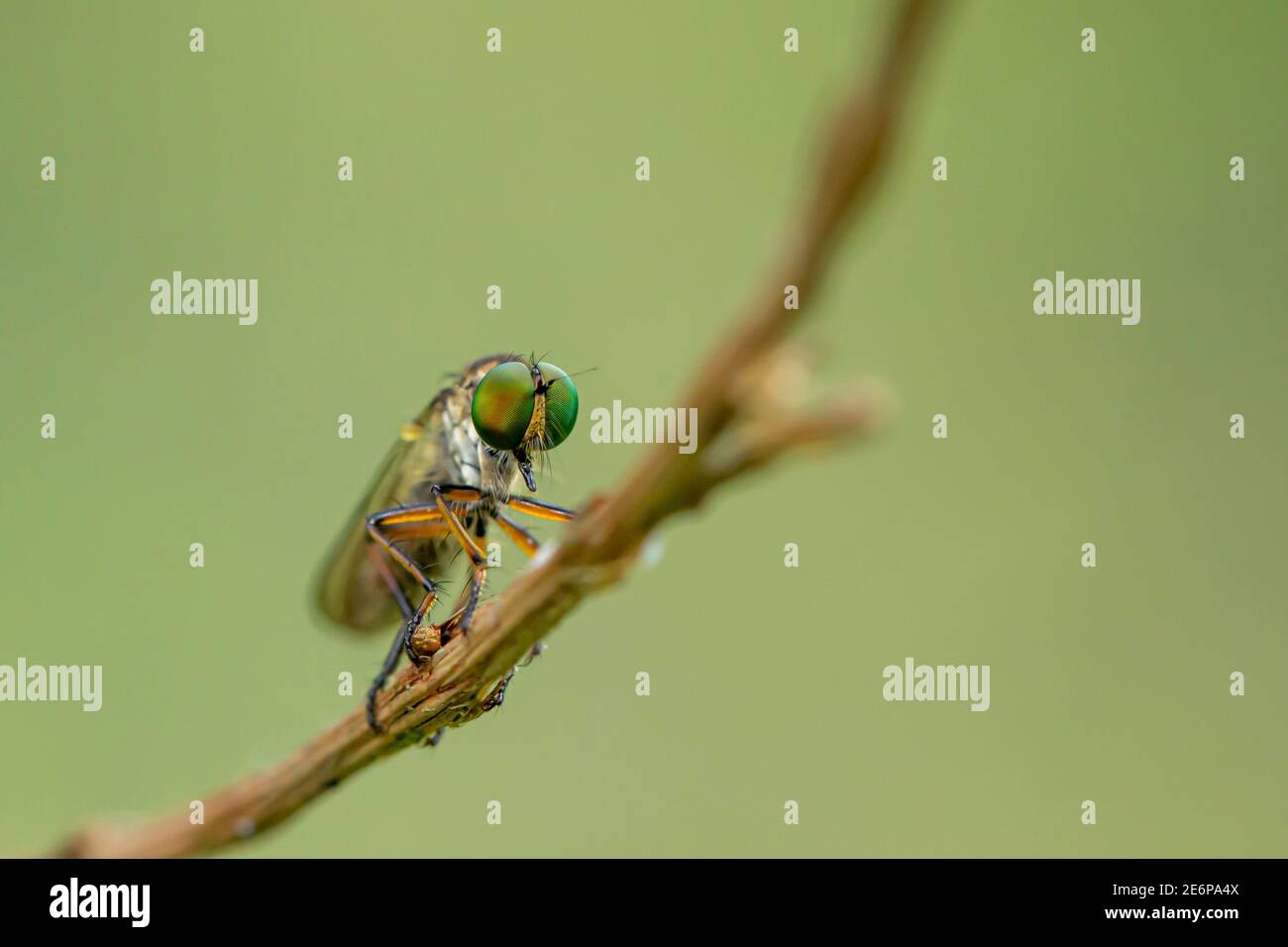 Insects in the wild hi-res stock photography and images - Alamy