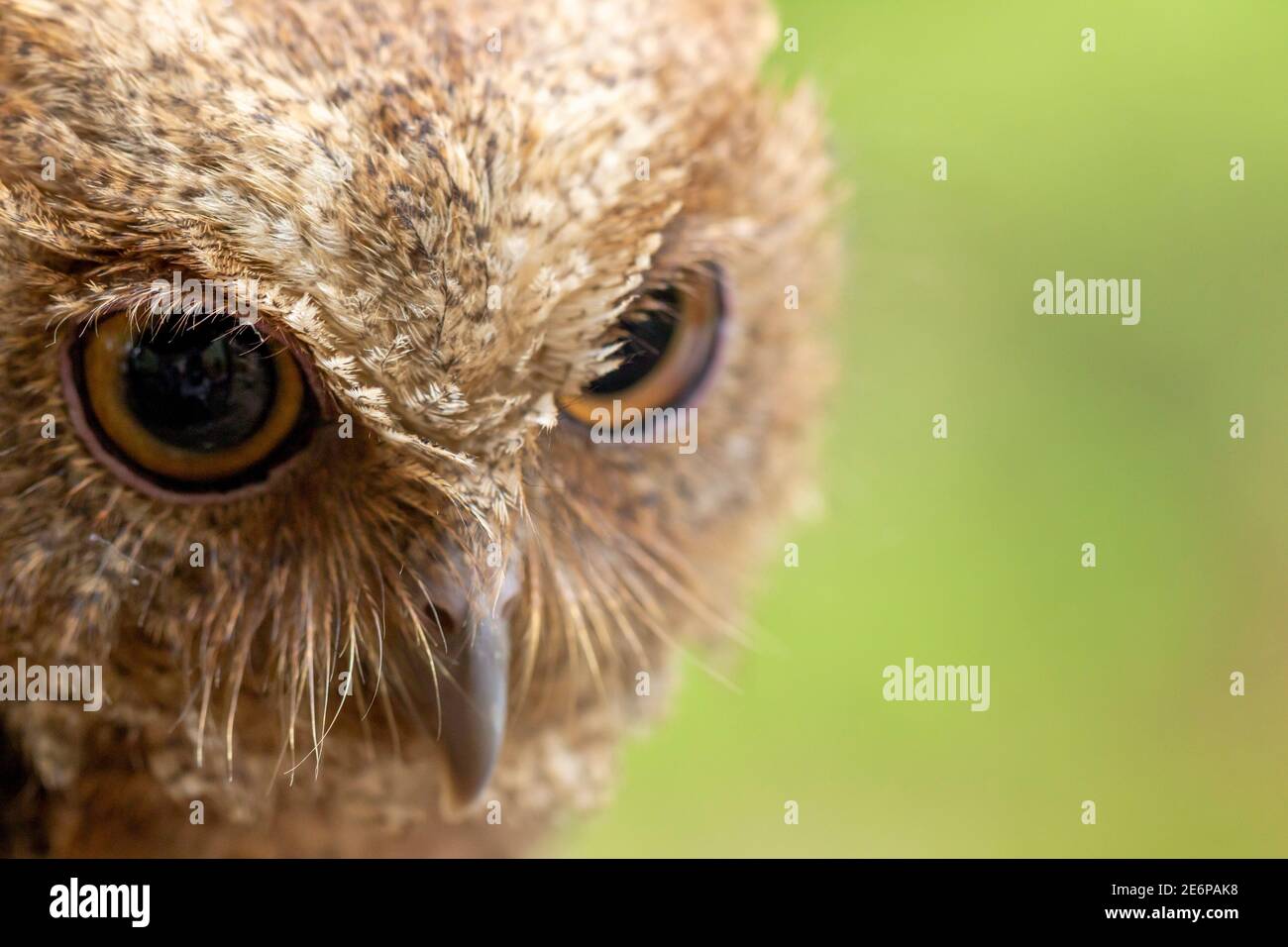 close up of cute little owl. owl expression when on the move during the ...
