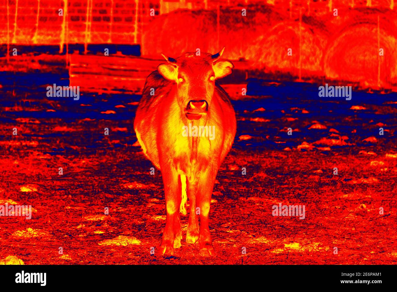 Cow in scientific high-tech thermal imager on night background Stock ...