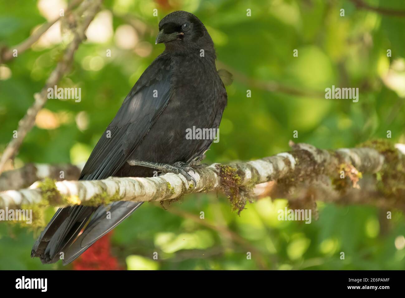 American crow hi-res stock photography and images - Alamy