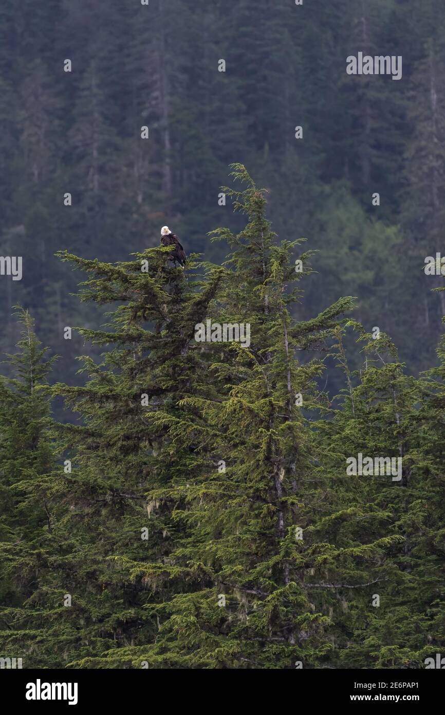A Bald Eagle (Haliaeetus leucocephalus) perched in an evergreen tree in ...