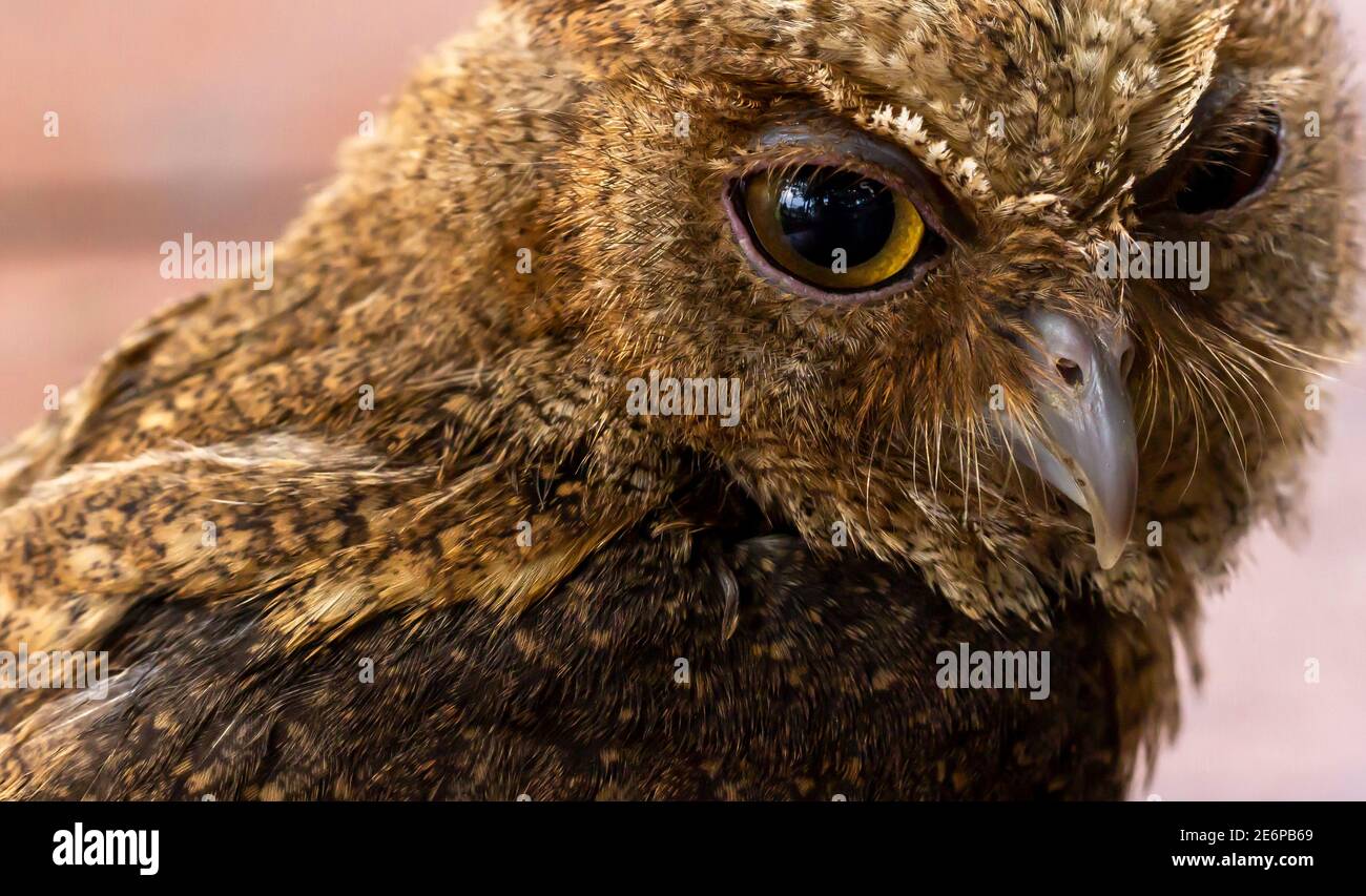 close up of cute little owl. owl expression when on the move during the ...