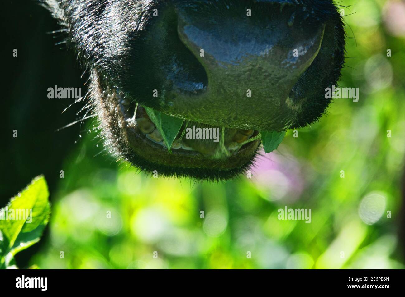 Cow open mouth teeth hi-res stock photography and images - Alamy