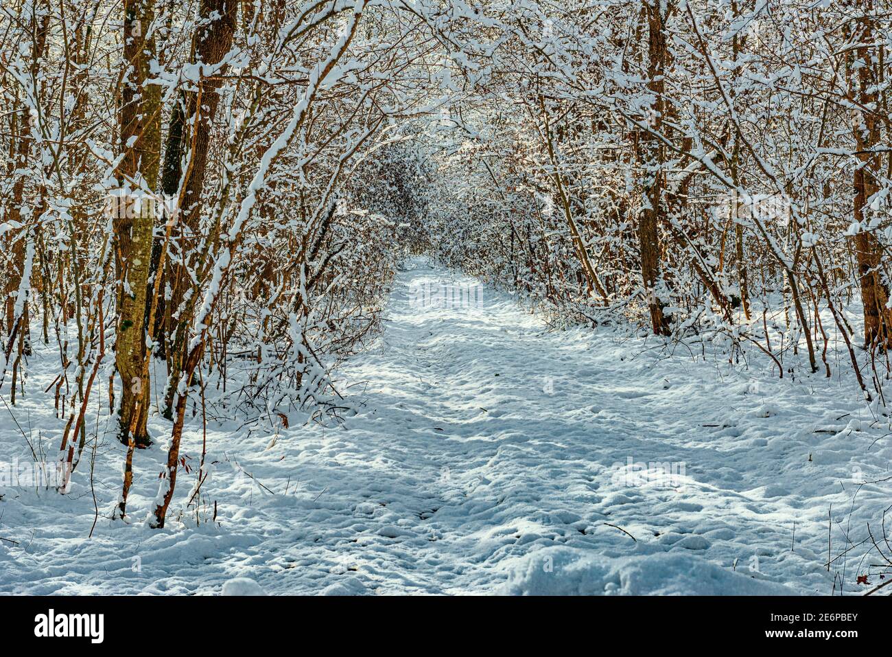 a narrow clearing in the forest covered with snow Stock Photo - Alamy