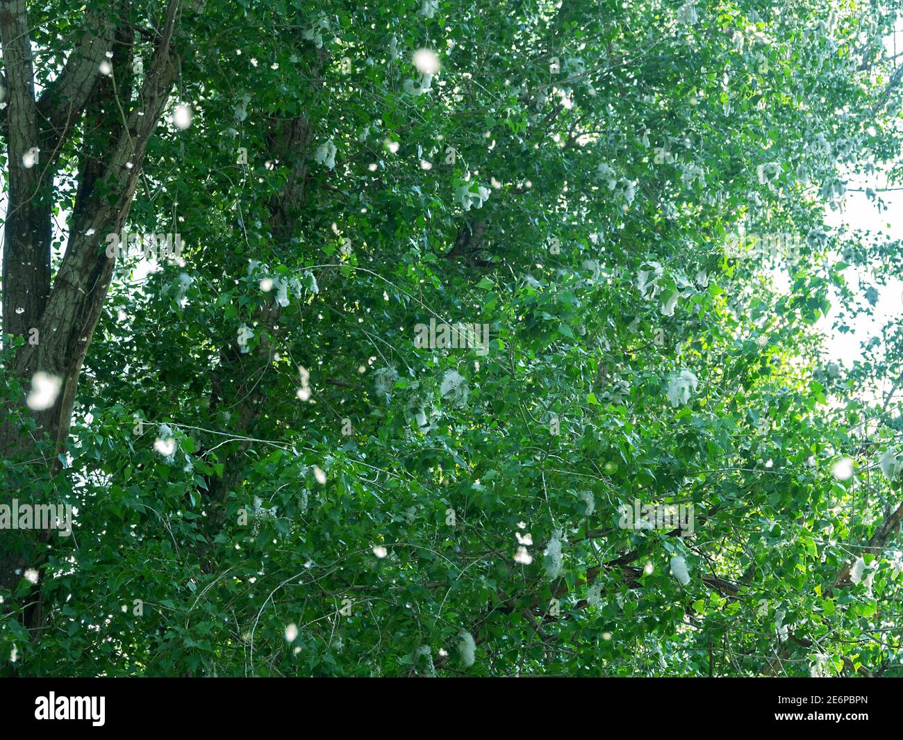 Aspen fluff hi-res stock photography and images - Alamy