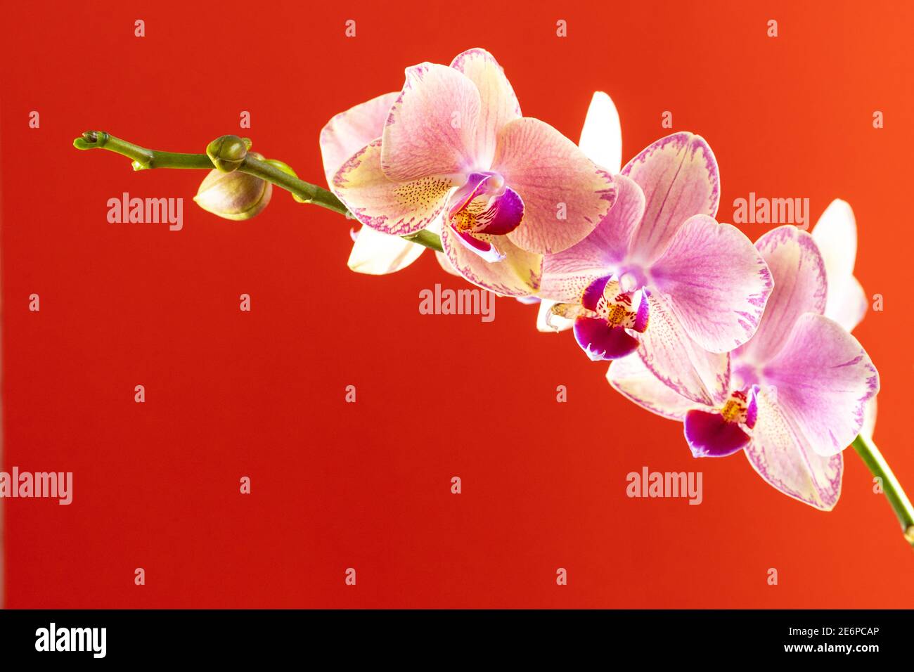 Cluster of elegant orchid flowers hi-res stock photography and images ...