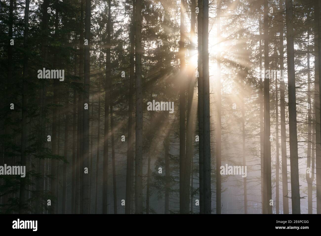 Spring view with sun rays in foggy forest Stock Photo - Alamy