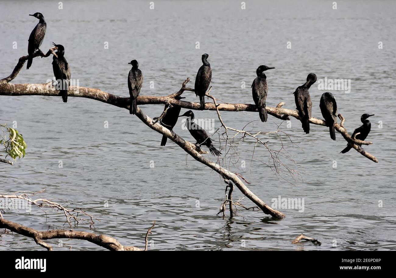 Indian shag hi-res stock photography and images - Alamy