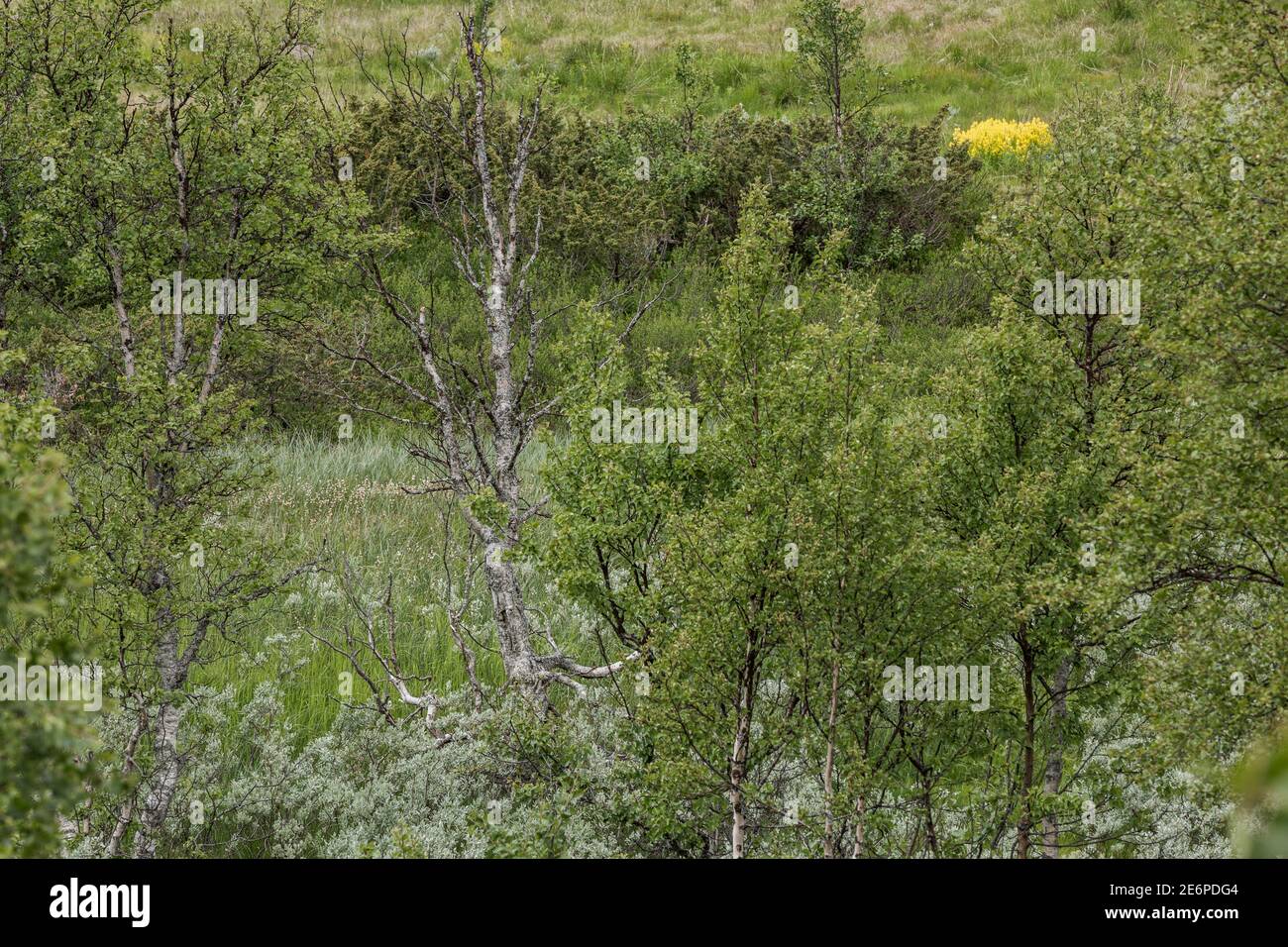 Lush vegetation with small trees and shrubs at Hardangervidda in Norway ...