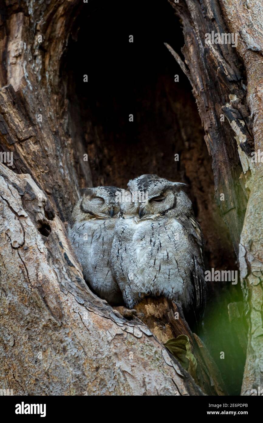 Indian scops owl hi-res stock photography and images - Alamy