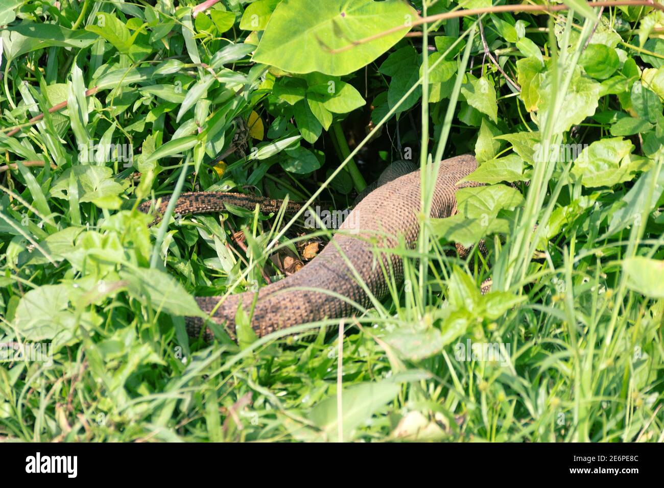 Monitor lizard's fat tail. The monitor lizard hid from the man, but the ...