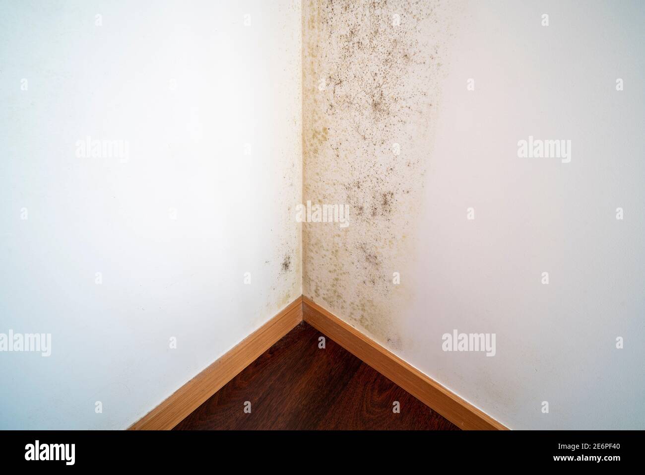 Mold moldy mold hi-res stock photography and images - Alamy