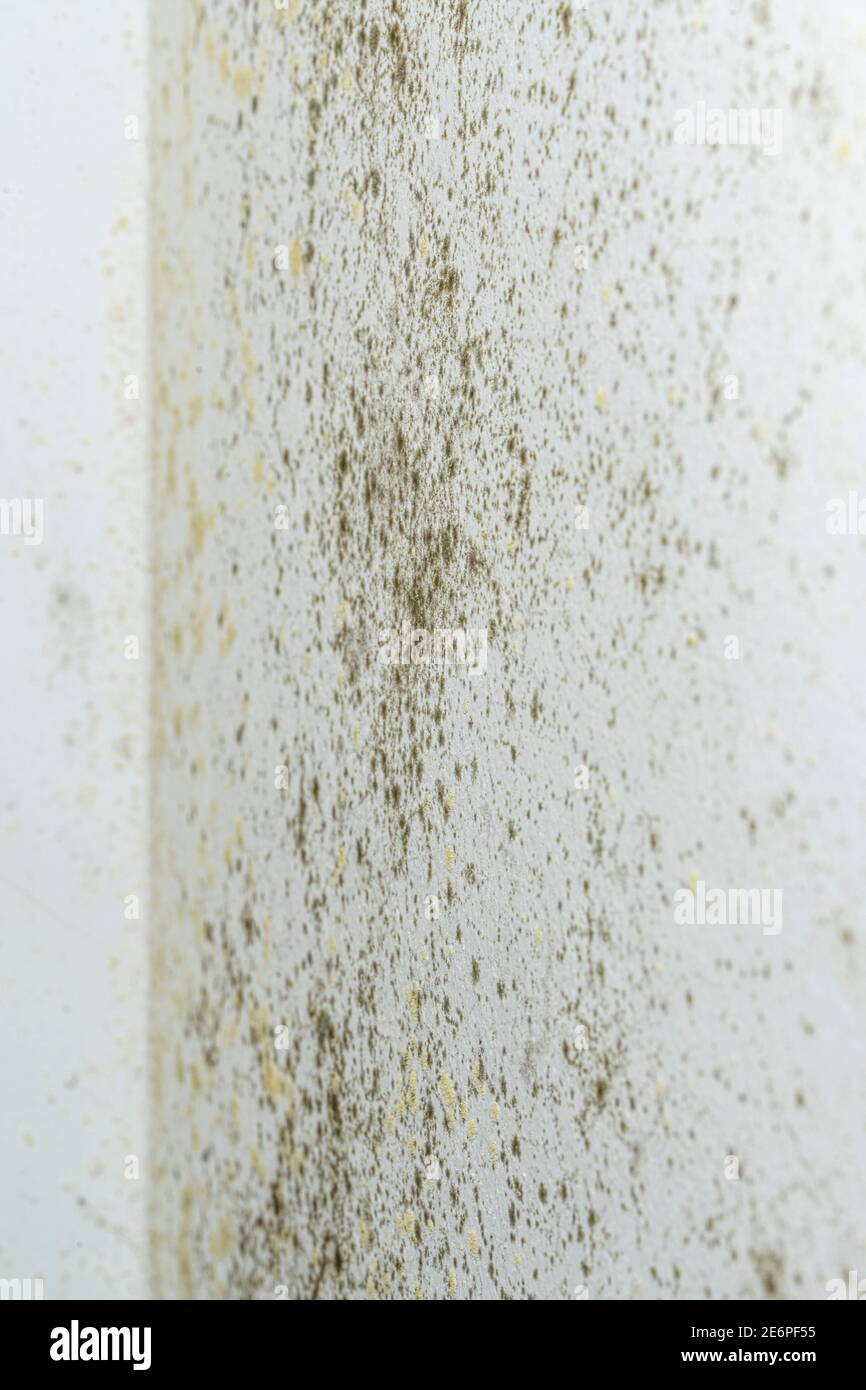 Mold moldy mold hi-res stock photography and images - Alamy