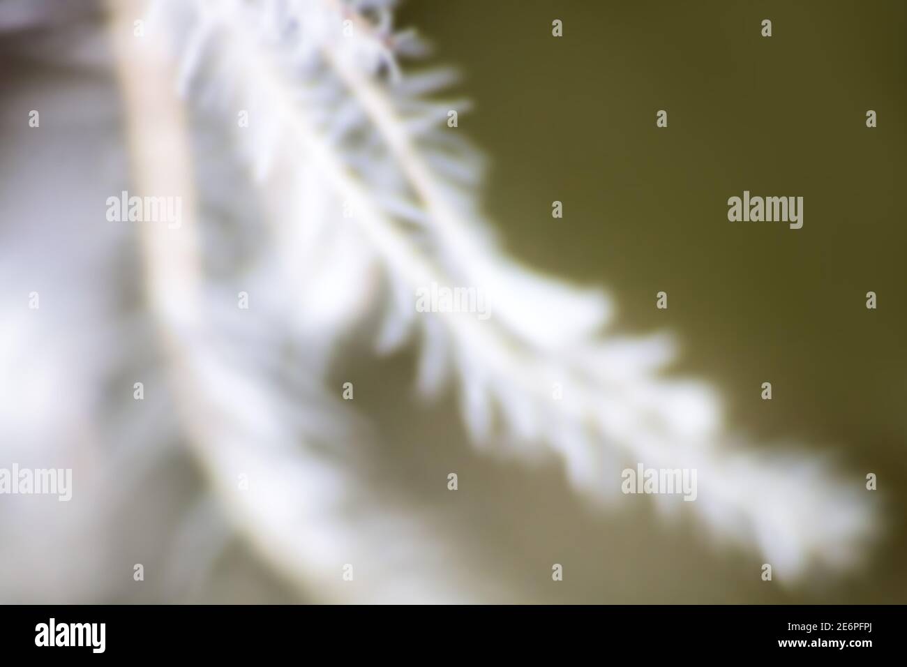 Pappus (fruits) plants look like delicate feathers, like Scorzonera ...