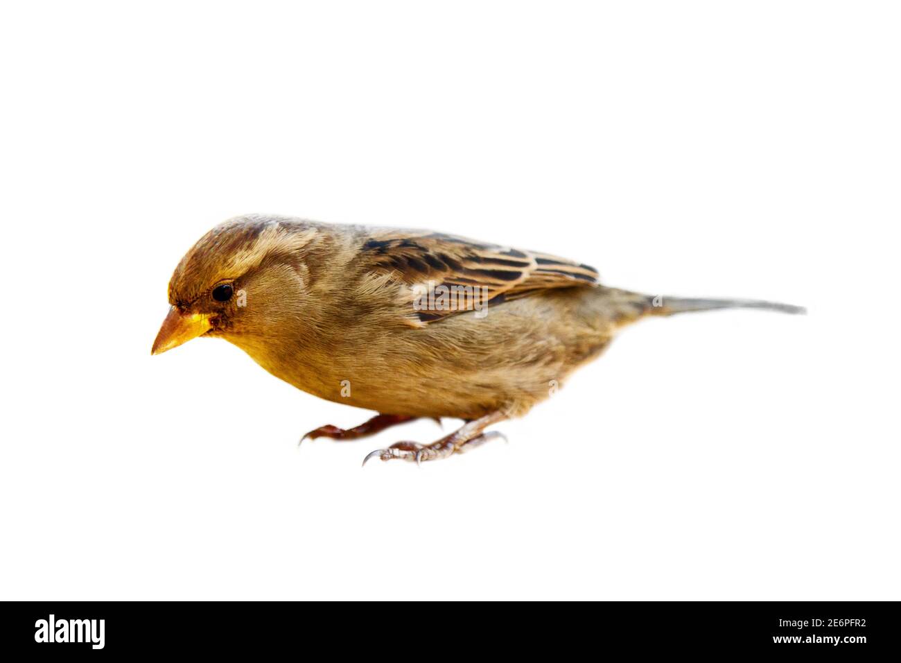 Portrait of Sparrow in close-up, isolated on white background. House ...