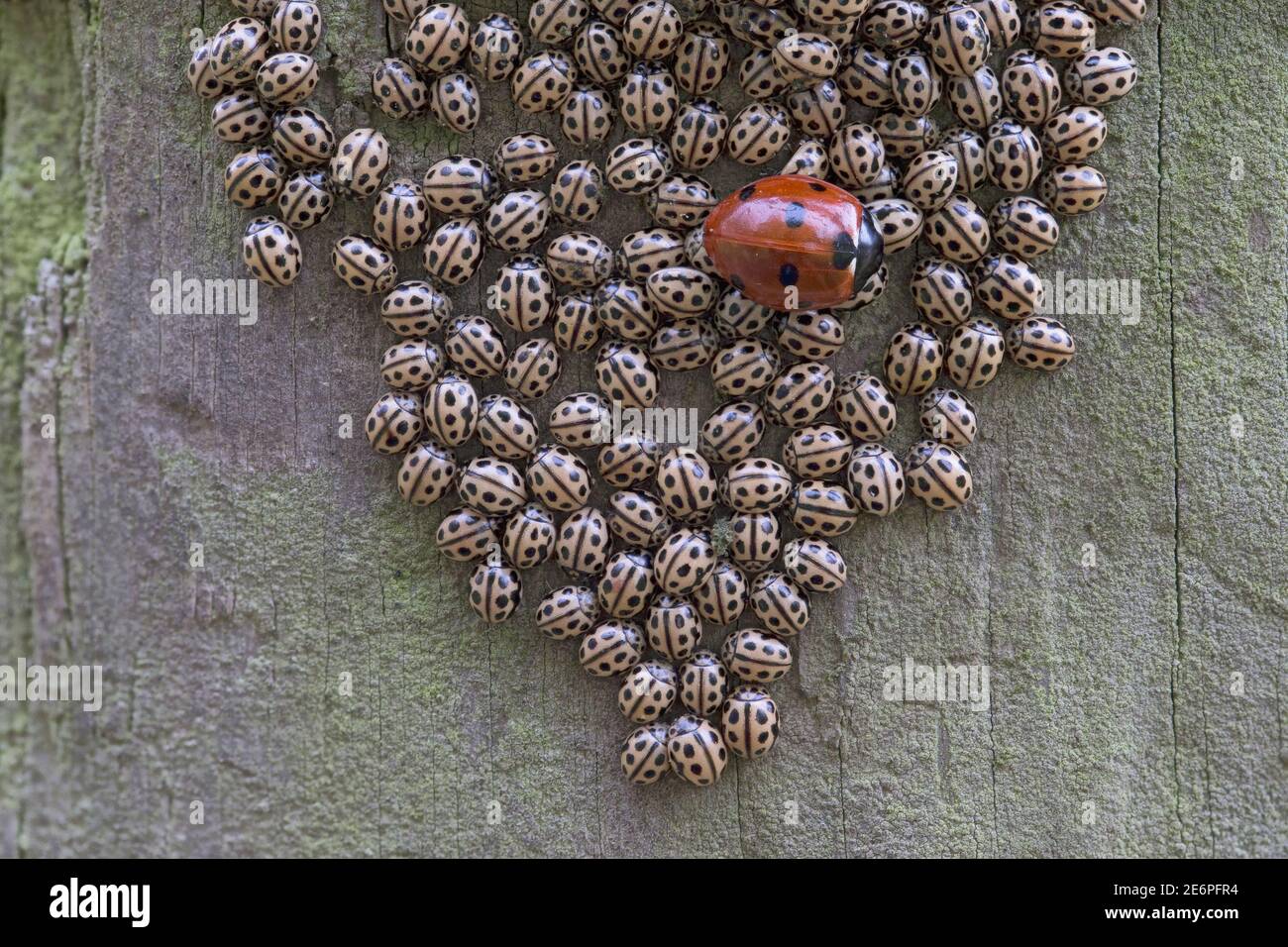 16 spot ladybird hi-res stock photography and images - Alamy