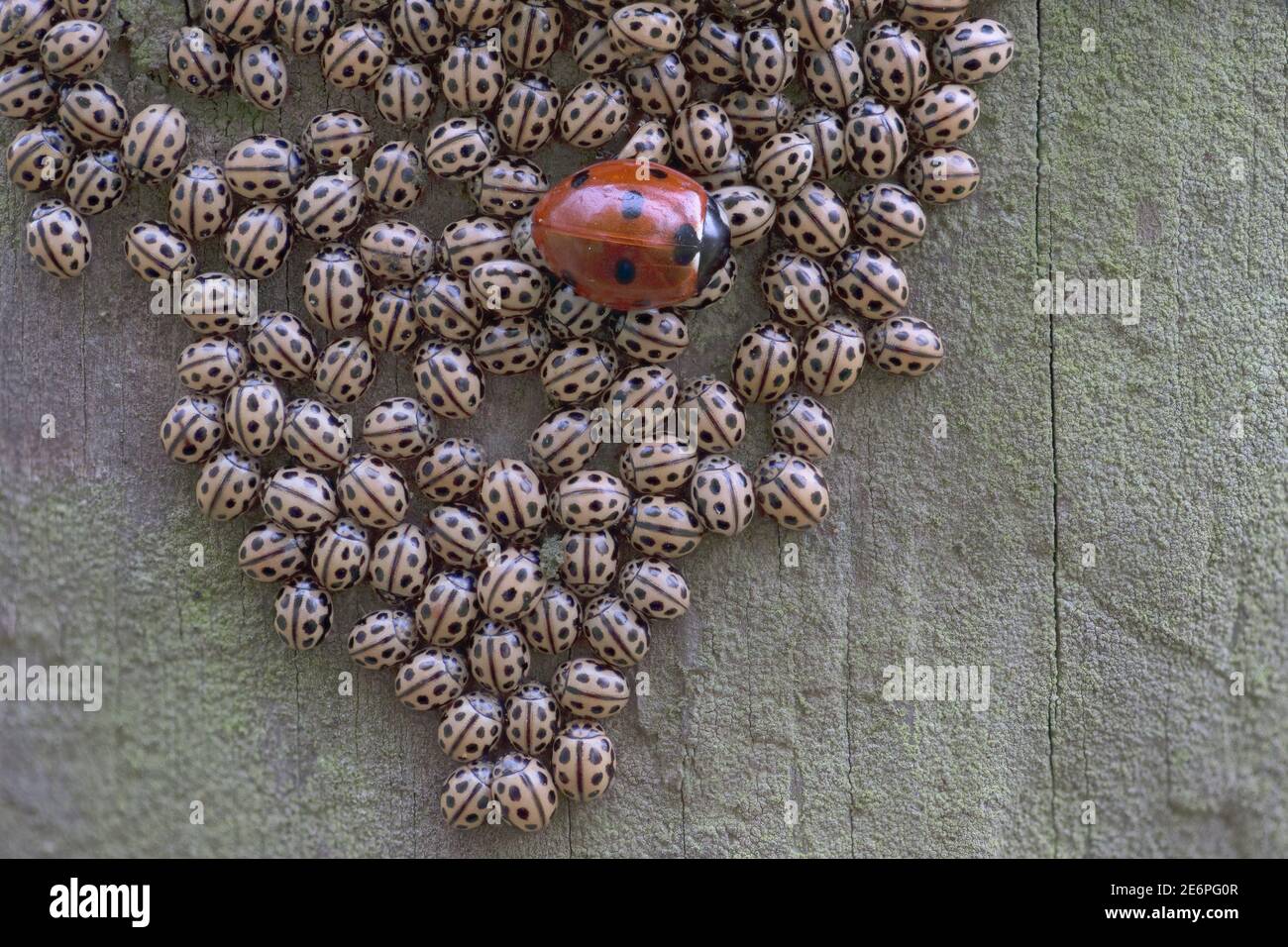 Ladybird beetles hibernating hi-res stock photography and images - Alamy